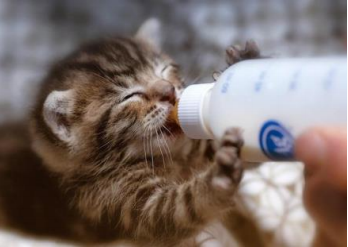 Cat Protection Society of NSW