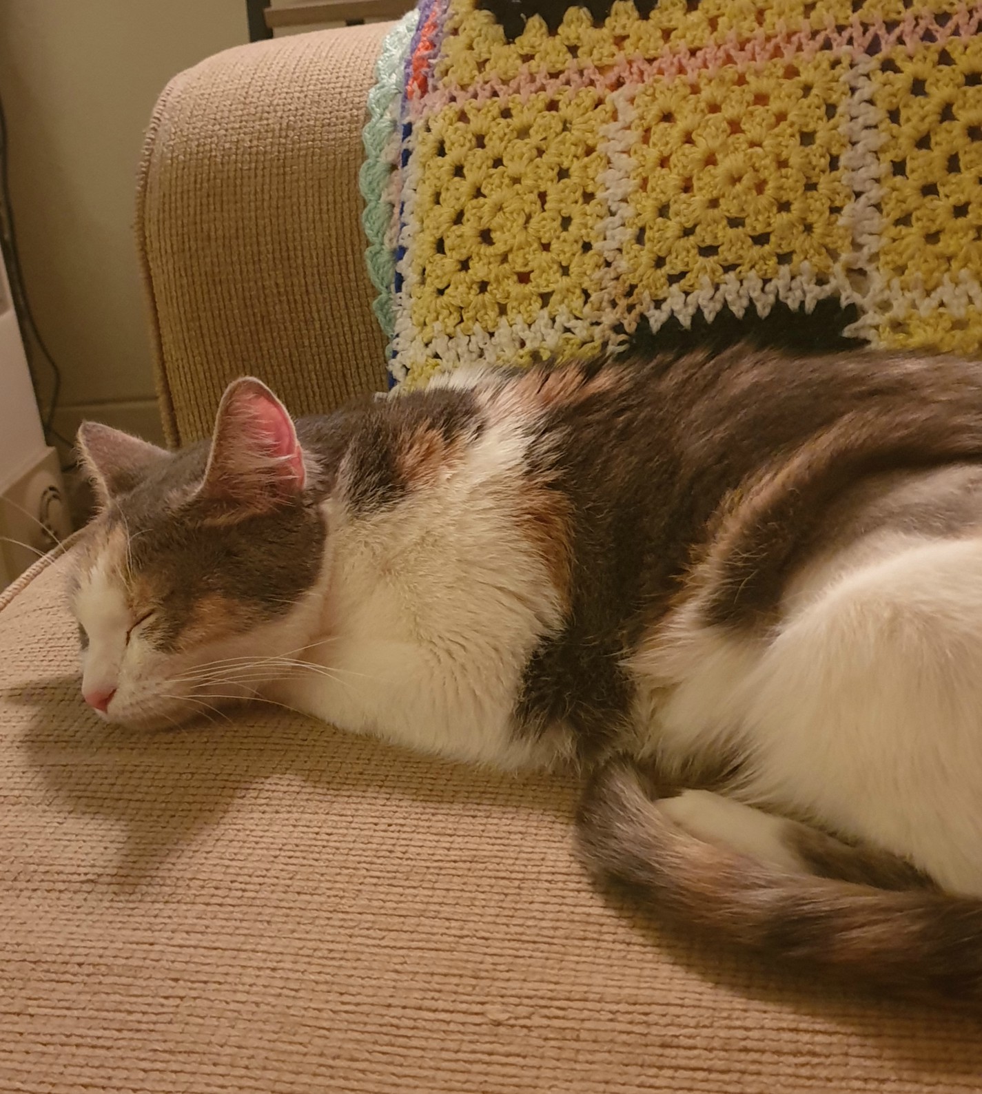 Cat Protection Society of NSW