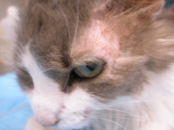 Cat Protection Society of NSW