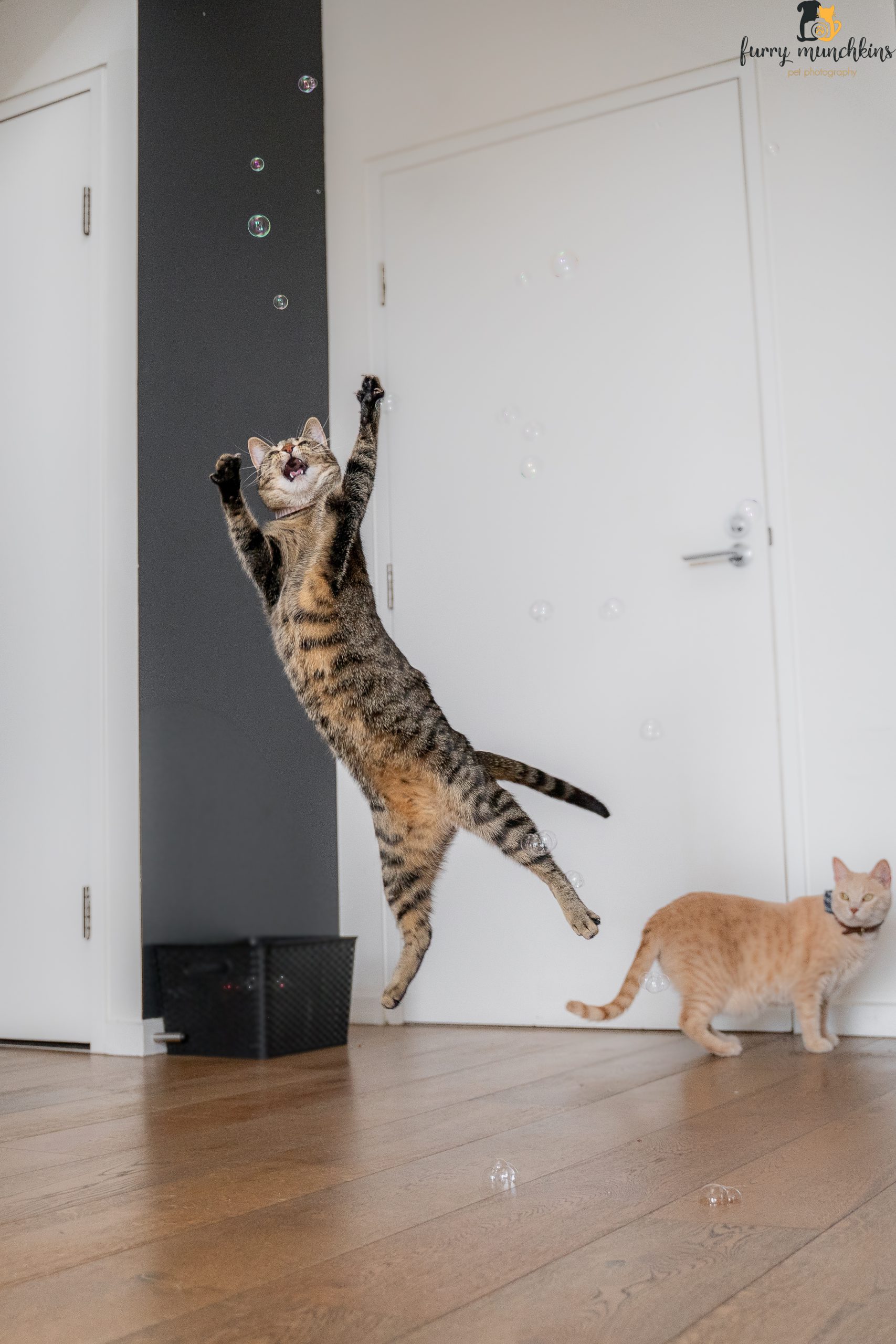 Cat Protection Society of NSW