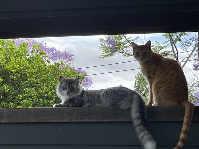 Cat Protection Society of NSW